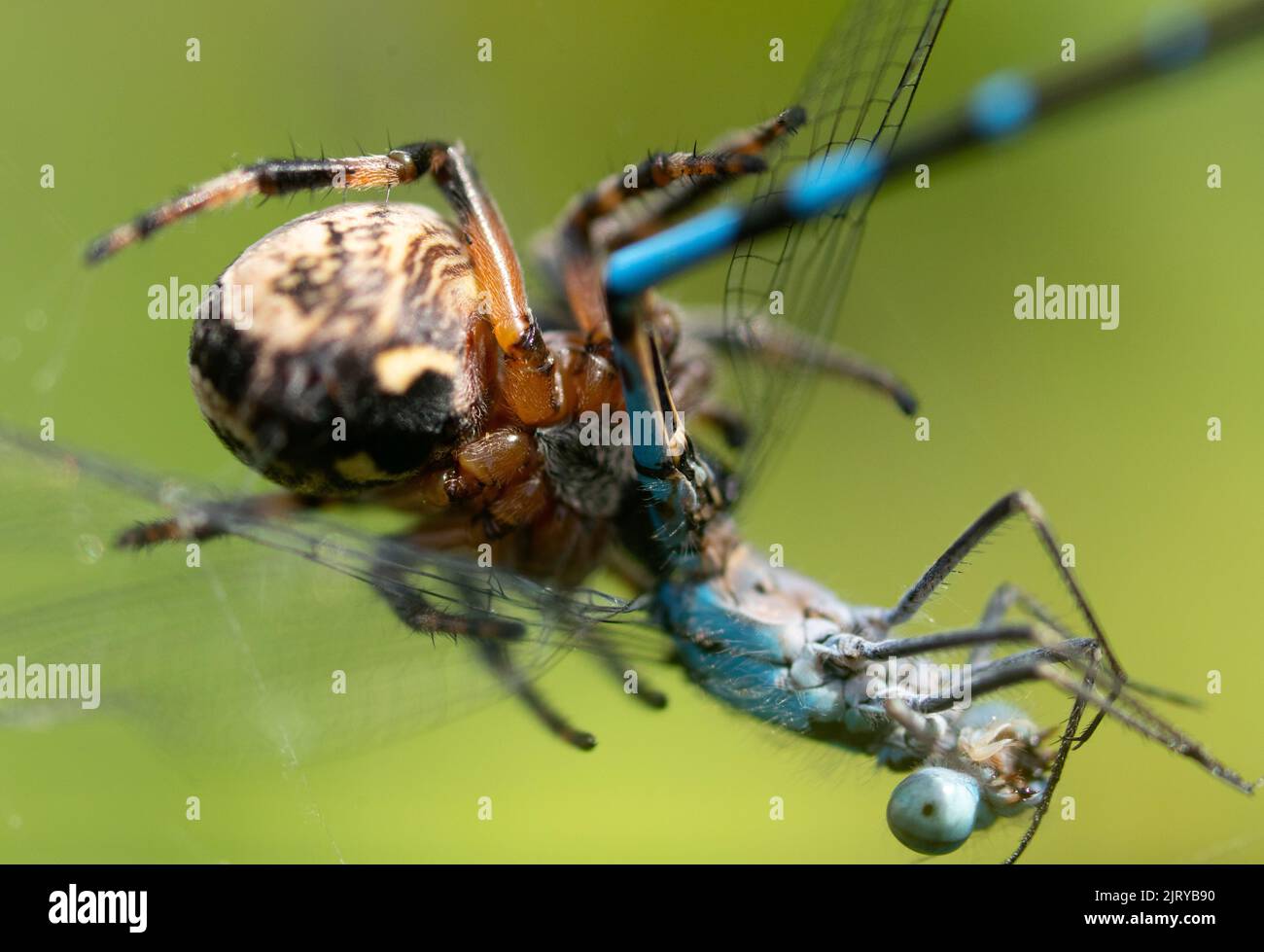 A macro shot of oak spider fighting with azure damselfly Stock Photo ...