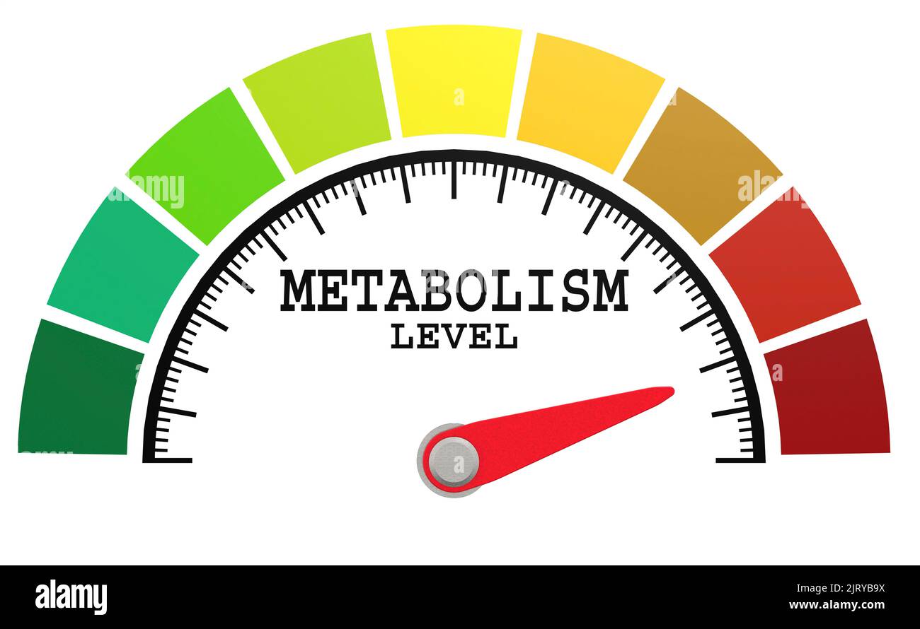 Metabolism level measuring scale with color indicator, 3d rendering Stock Photo - Alamy