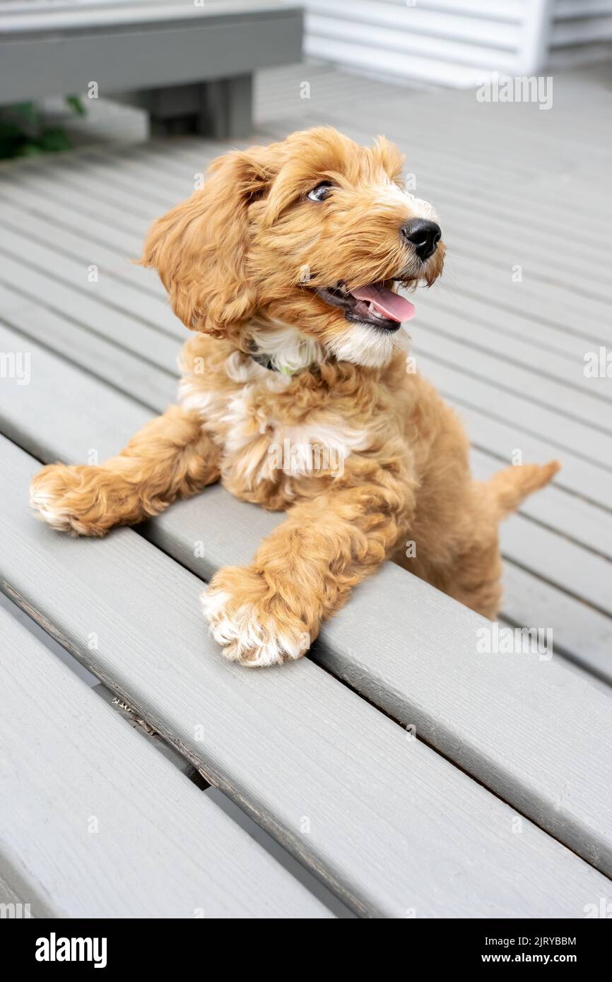 Issaquah, Washington, USA. 3-month old Aussiedoodle puppy named "Bella ...