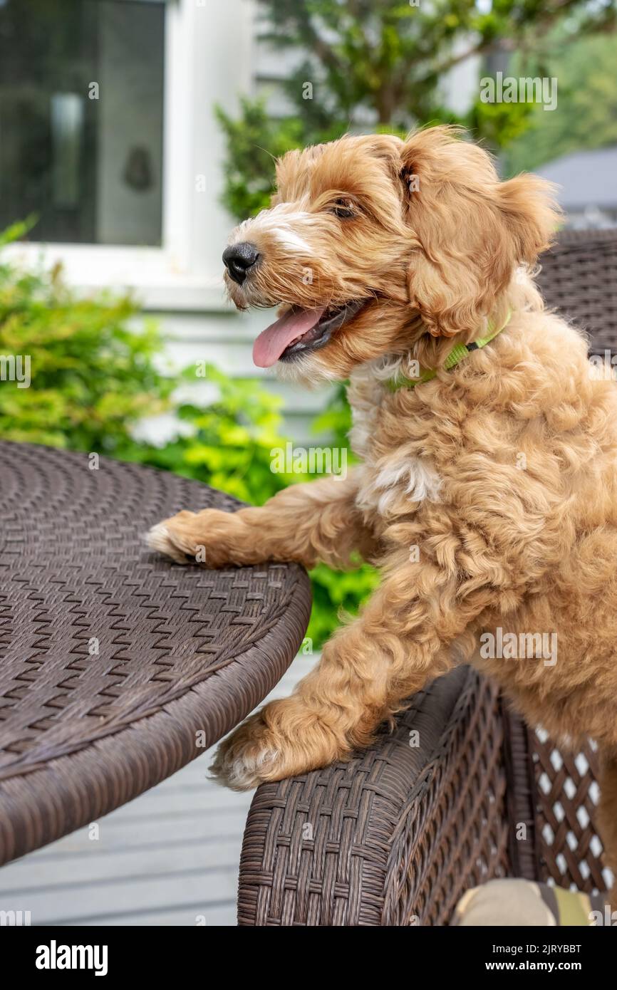 Issaquah, Washington, USA. 3-month old Aussiedoodle puppy named "Bella ...