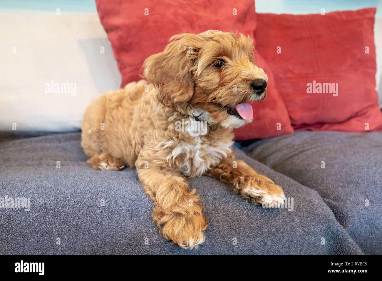3 month old dog hi-res stock photography and images - Alamy