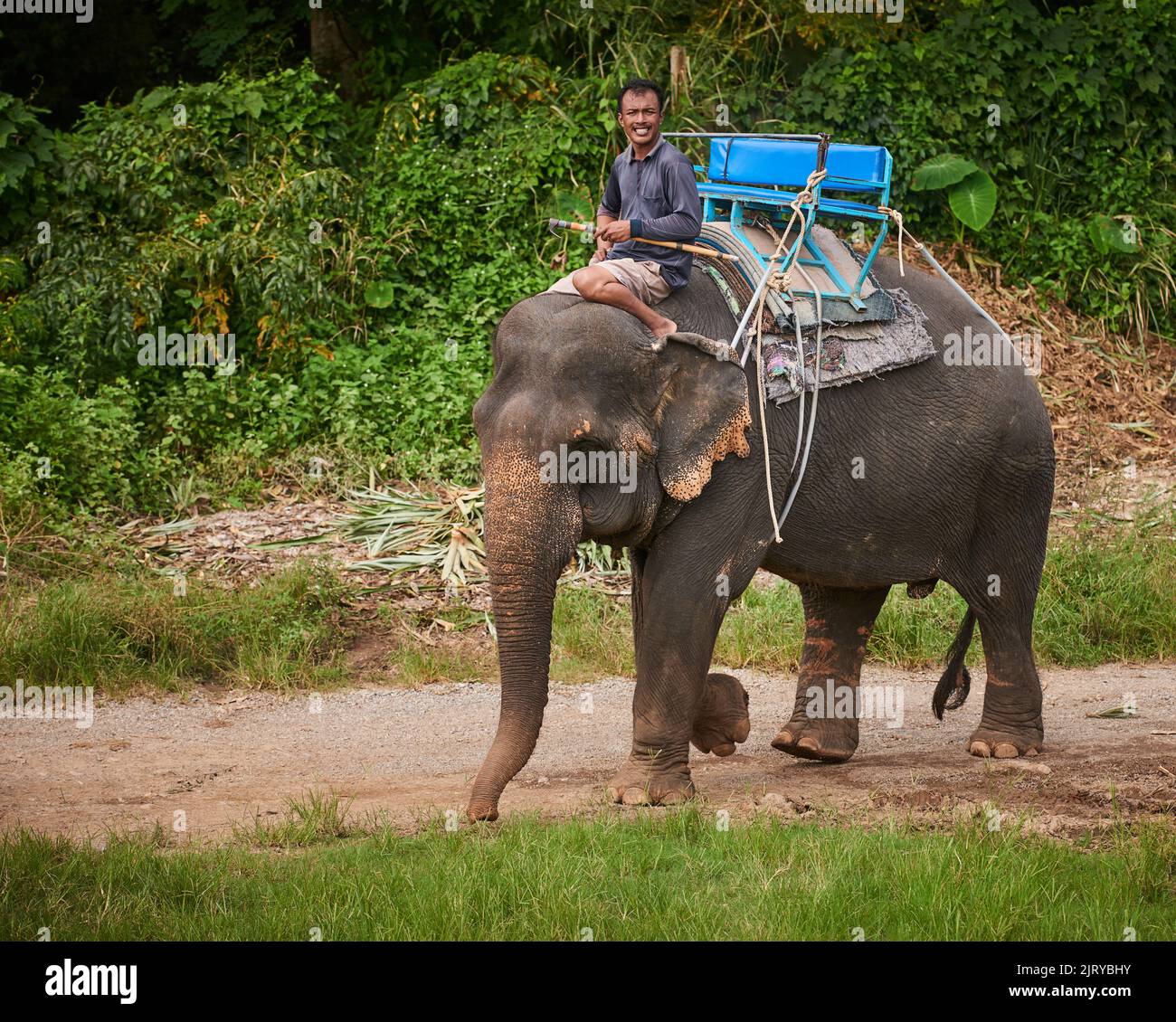 Leading a giant through the jungle. Portrait of a handler riding an ...