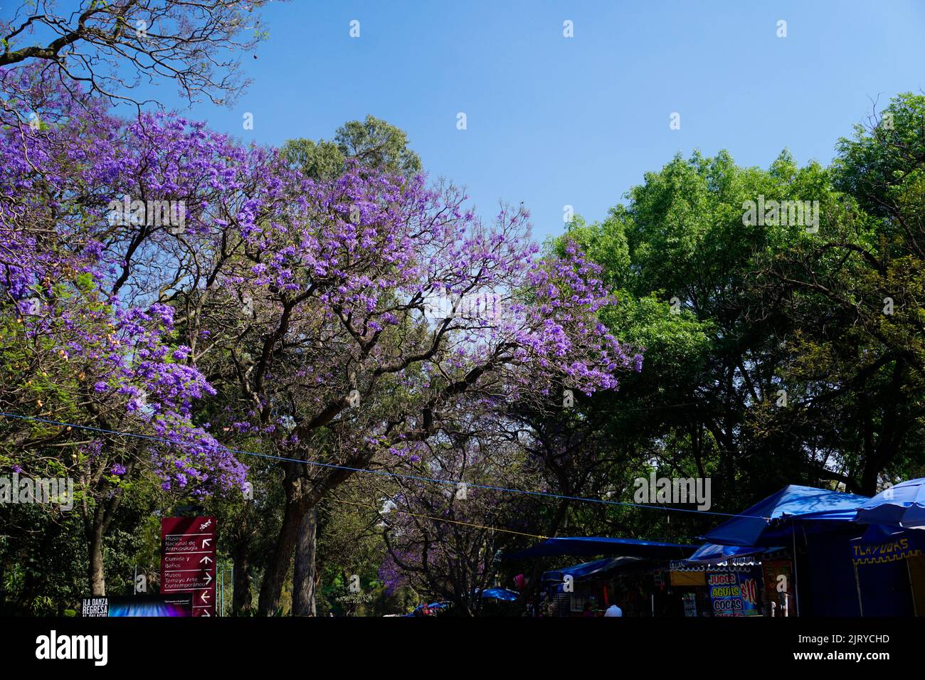 Jacaranda trees, Chapultepec Park, Mexico City, Mexico Stock Photo - Alamy