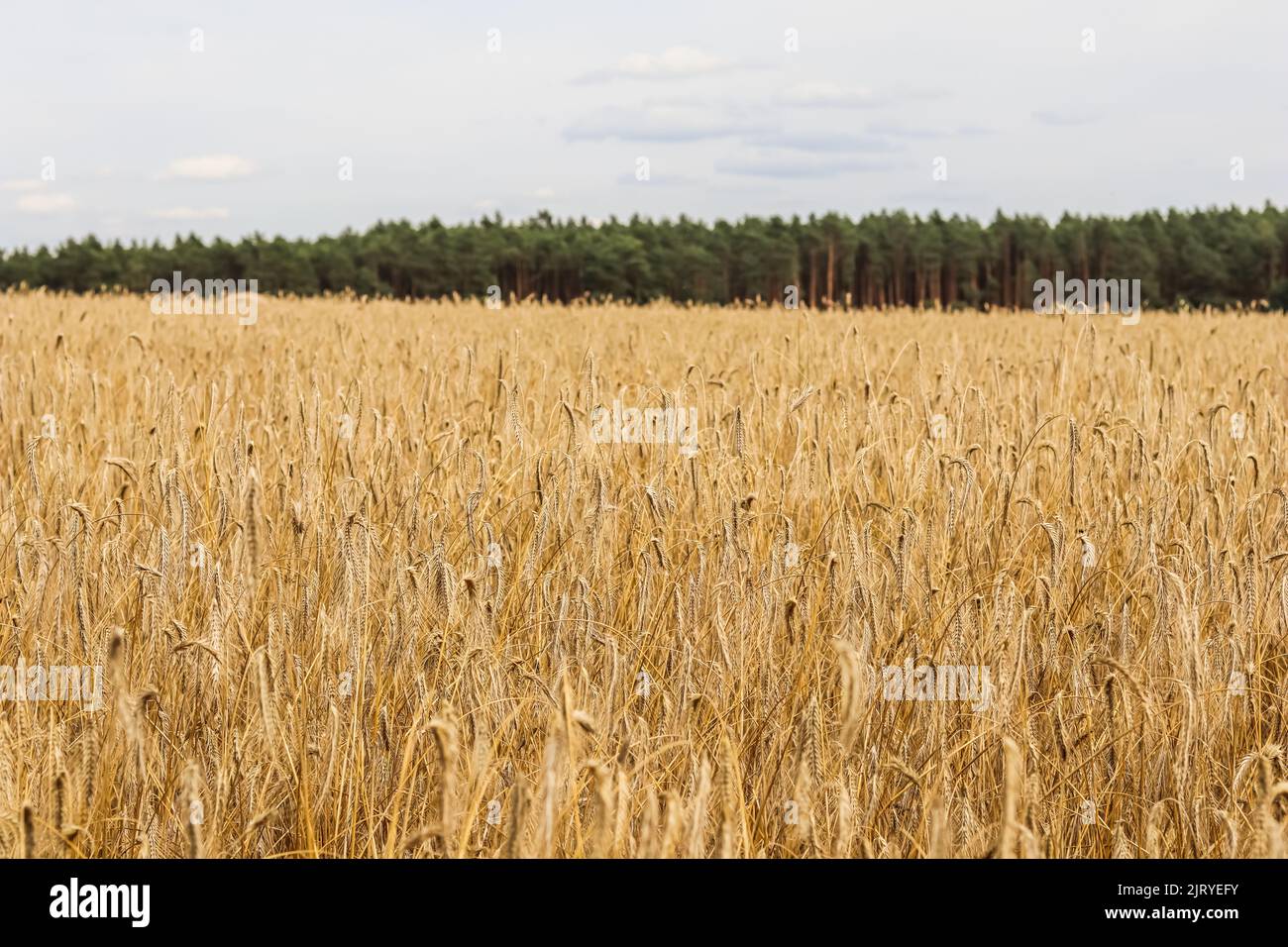 Dry ripe rye spicas of meadow field. Rural scenery, natural background ...