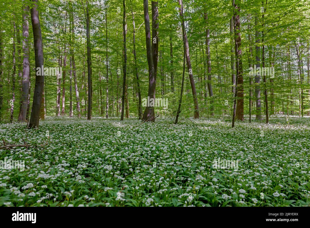 Deciduous forest with flowering ramsons (Allium ursinum), Palatinate ...
