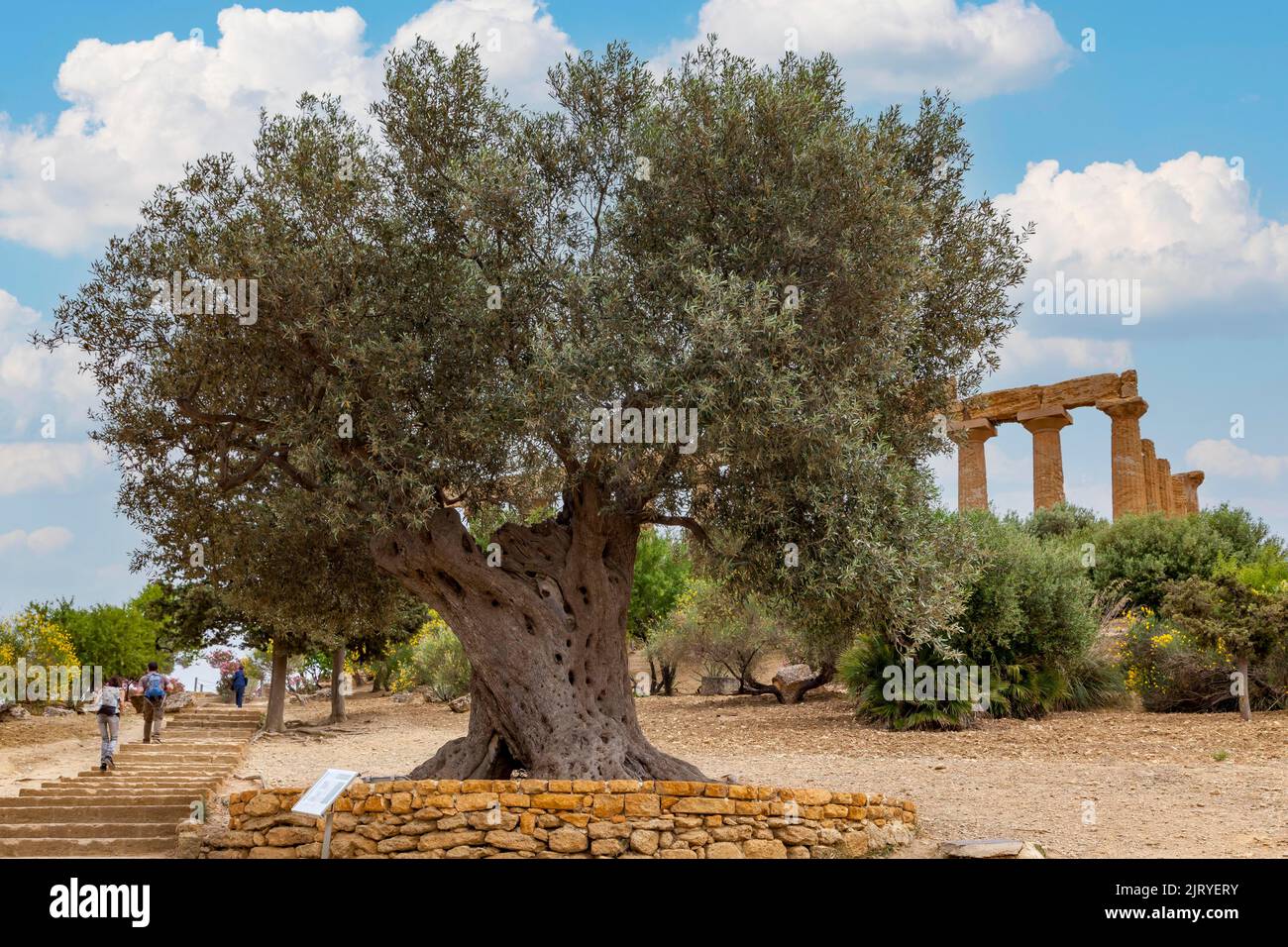 Olive temple hi-res stock photography and images - Alamy
