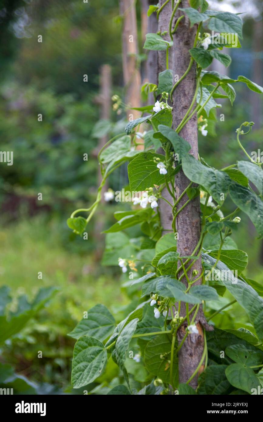 pole beans on climbing support, flowering, Germany Stock Photo - Alamy