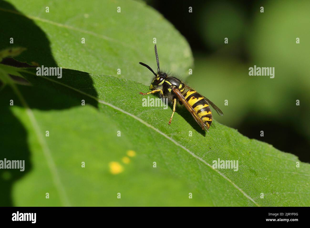 Common wasp (Vespula vulgaris), eating leaf honey on leaves of a willow ...
