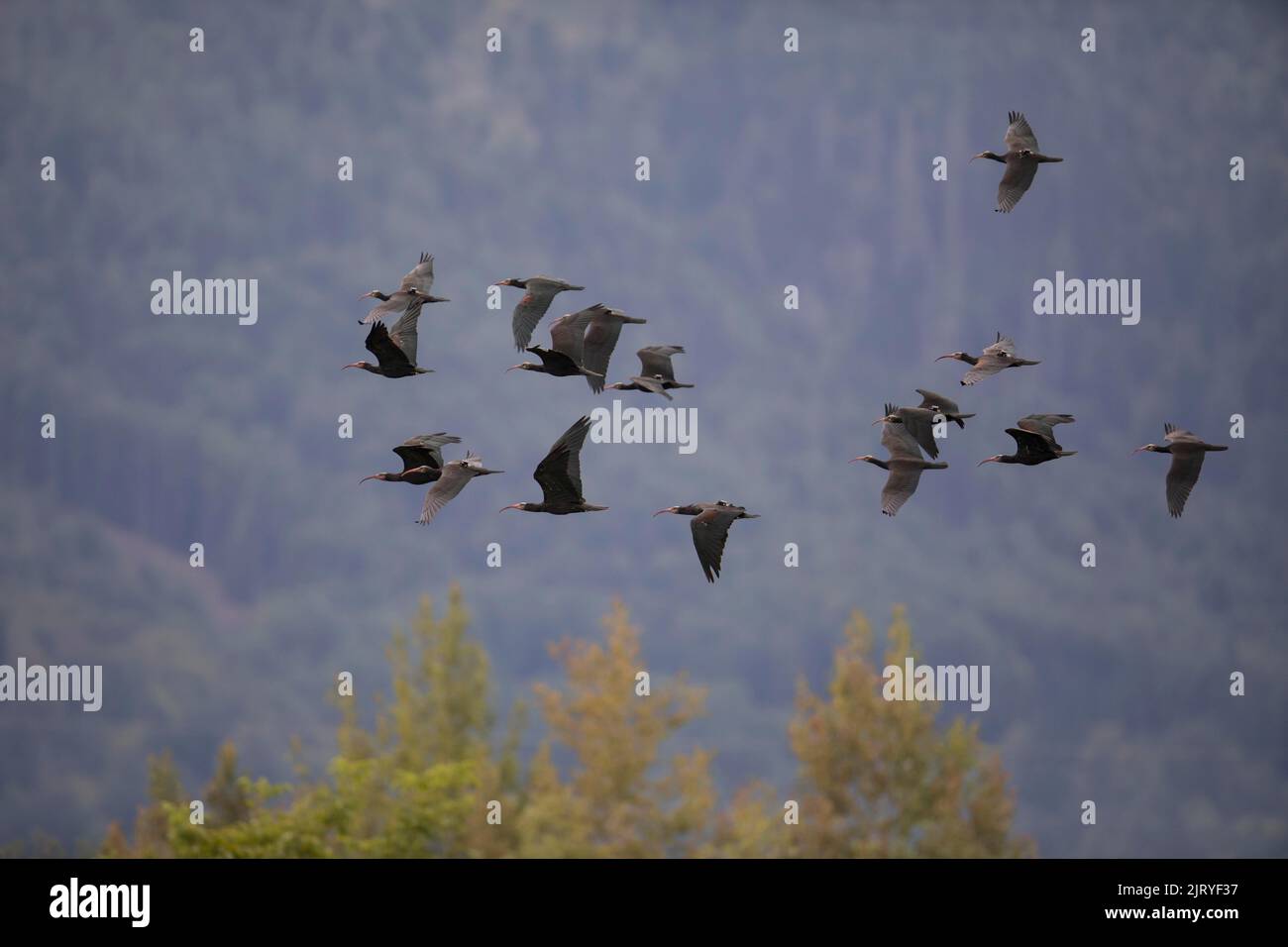 A flock of Steller's Northern Bald Ibis (Geronticus eremita), Hermit ...