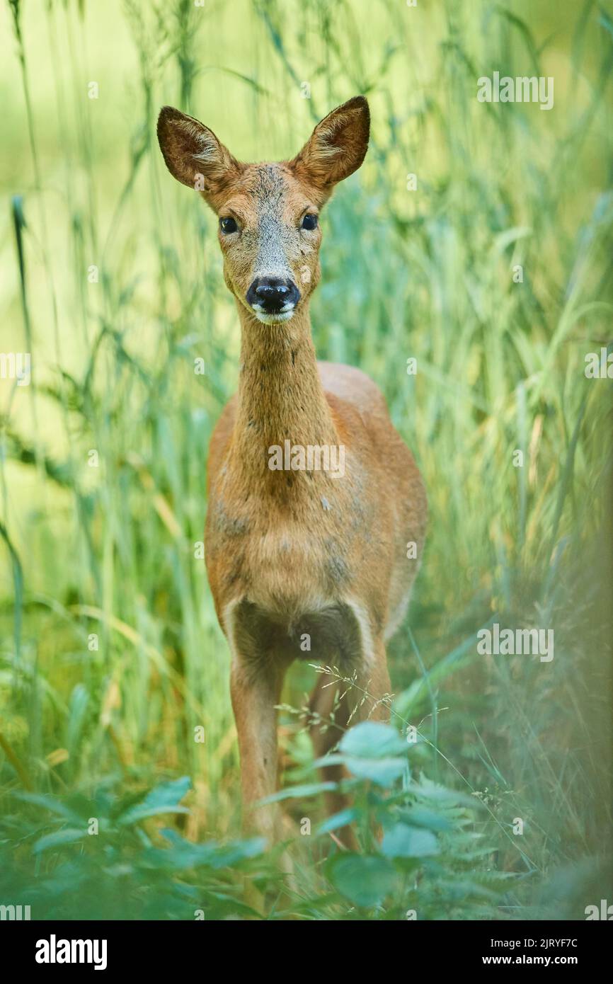 Roe deer (Capreolus capreolus) doe in a meadow, Bavaria, Germany Stock ...