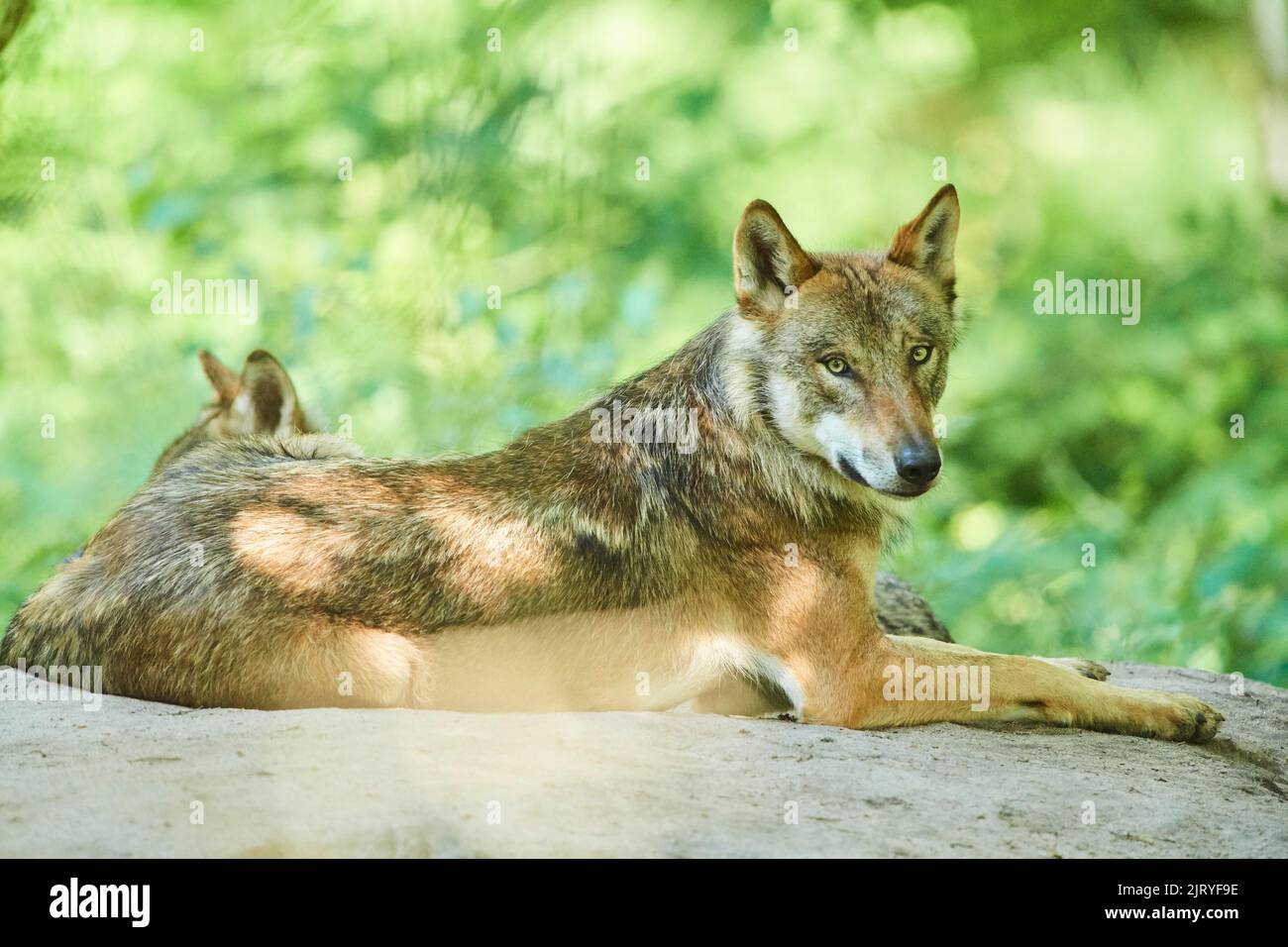 Eurasian wolf (Canis lupus lupus) lying on a rock in a forest, Hessen ...