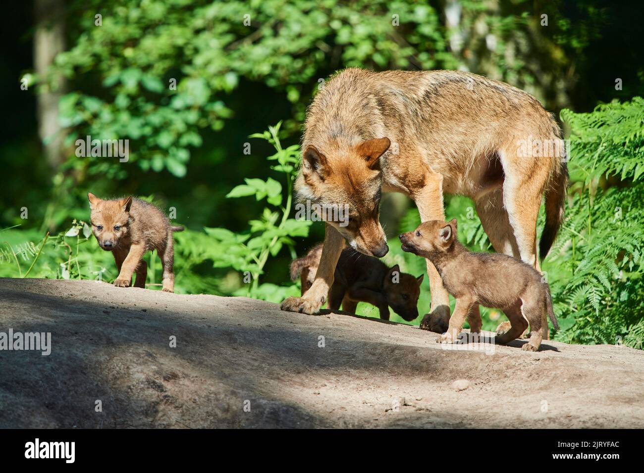 Eurasian wolf (Canis lupus lupus) mother with her youngsters in a ...