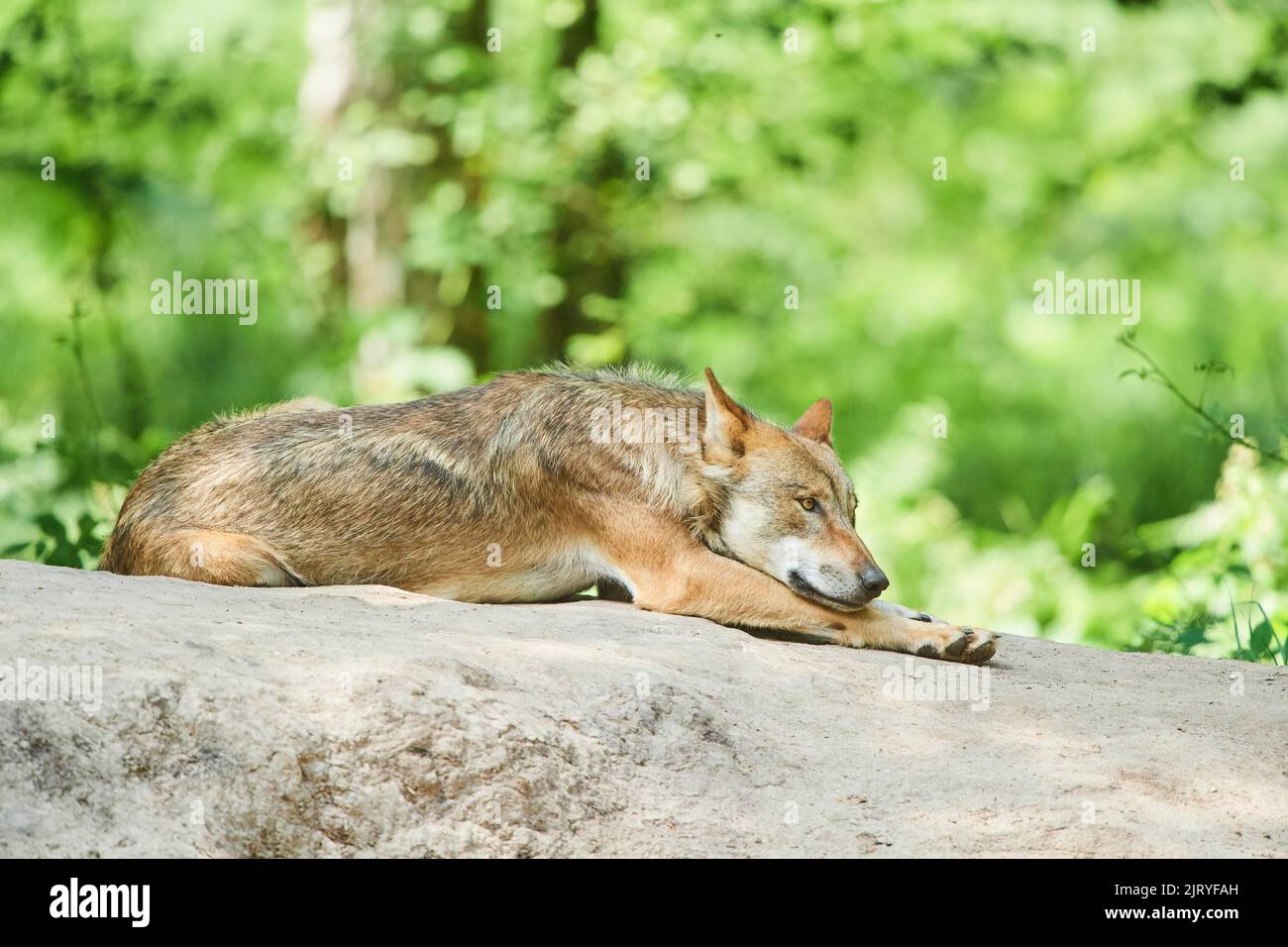 Wolf Lying Down On Side