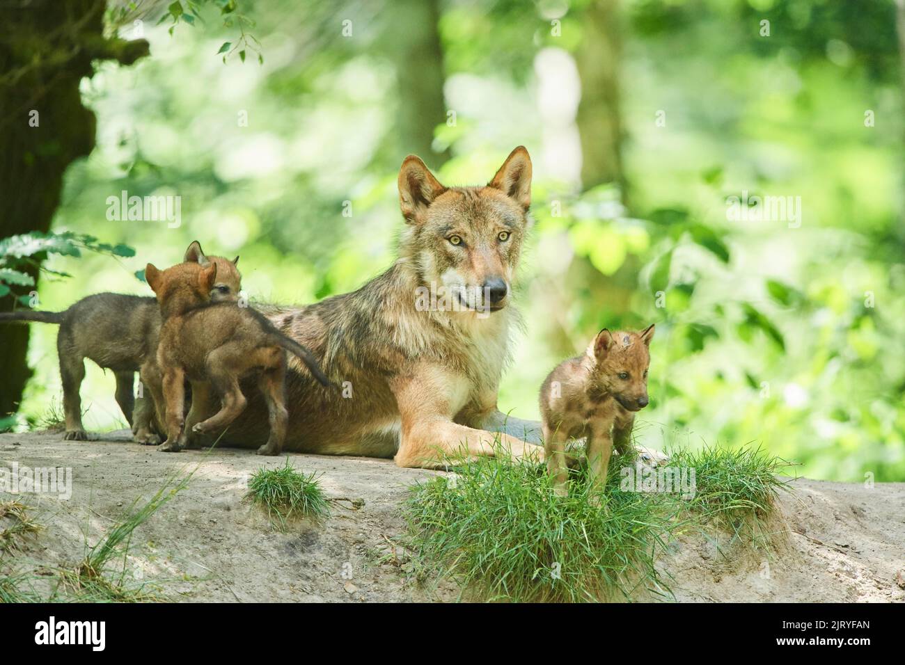 Eurasian wolf (Canis lupus lupus) mother with her youngsters in a ...
