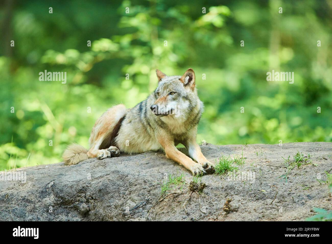 Eurasian wolf (Canis lupus lupus) lying on a rock in a forest, Hessen ...
