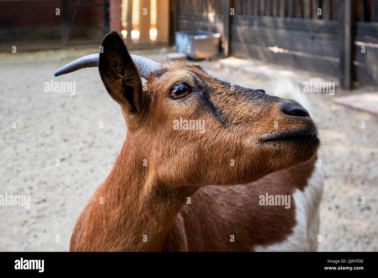 the muzzle of a brown goat. goats on the farm Stock Photo - Alamy