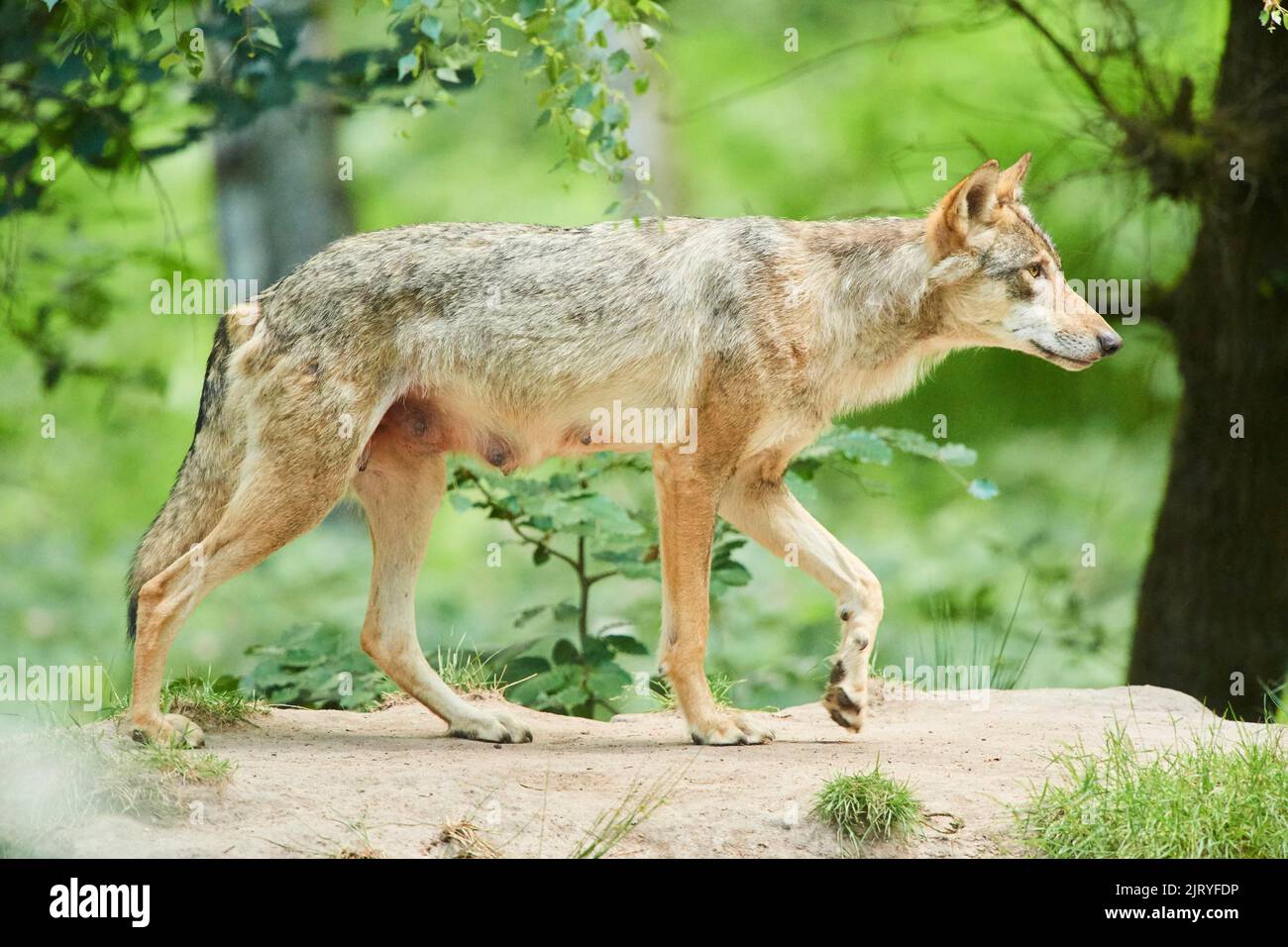Eurasian wolf (Canis lupus lupus) walking on a rock in a forest, Hessen ...
