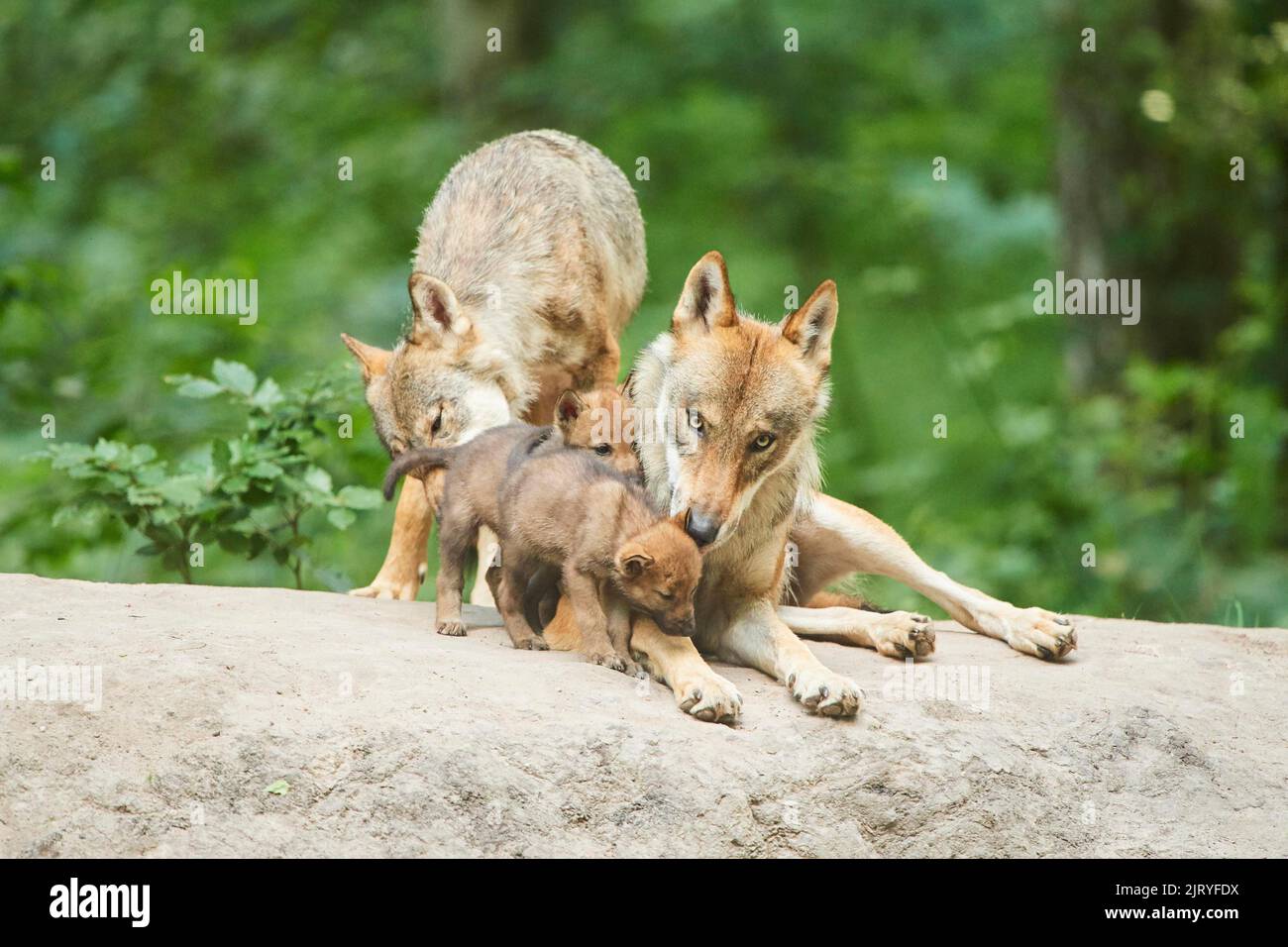 Eurasian wolf (Canis lupus lupus) mother with her youngsters in a ...