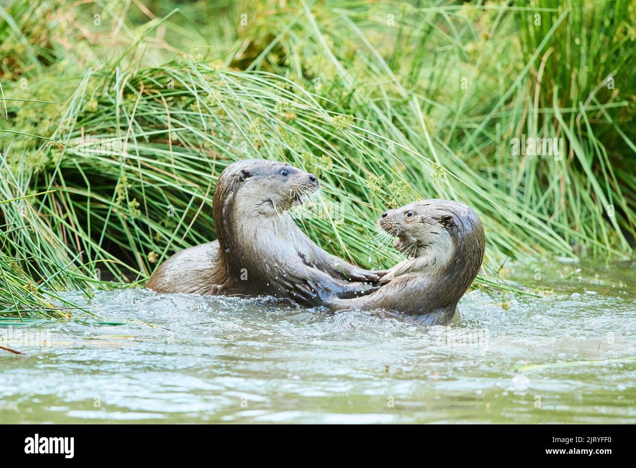 Eurasian (Lutra lutra) otters playing in a little lake, Bavaria ...