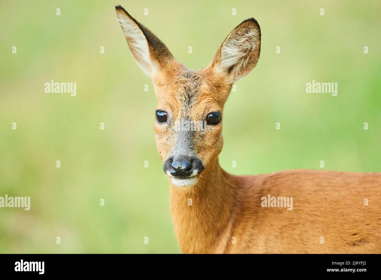 Deer portrait doe roe hi-res stock photography and images - Alamy