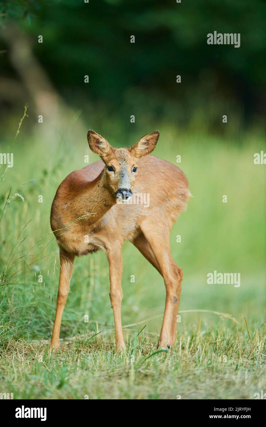 Roe deer (Capreolus capreolus) doe in a meadow, Bavaria, Germany Stock ...