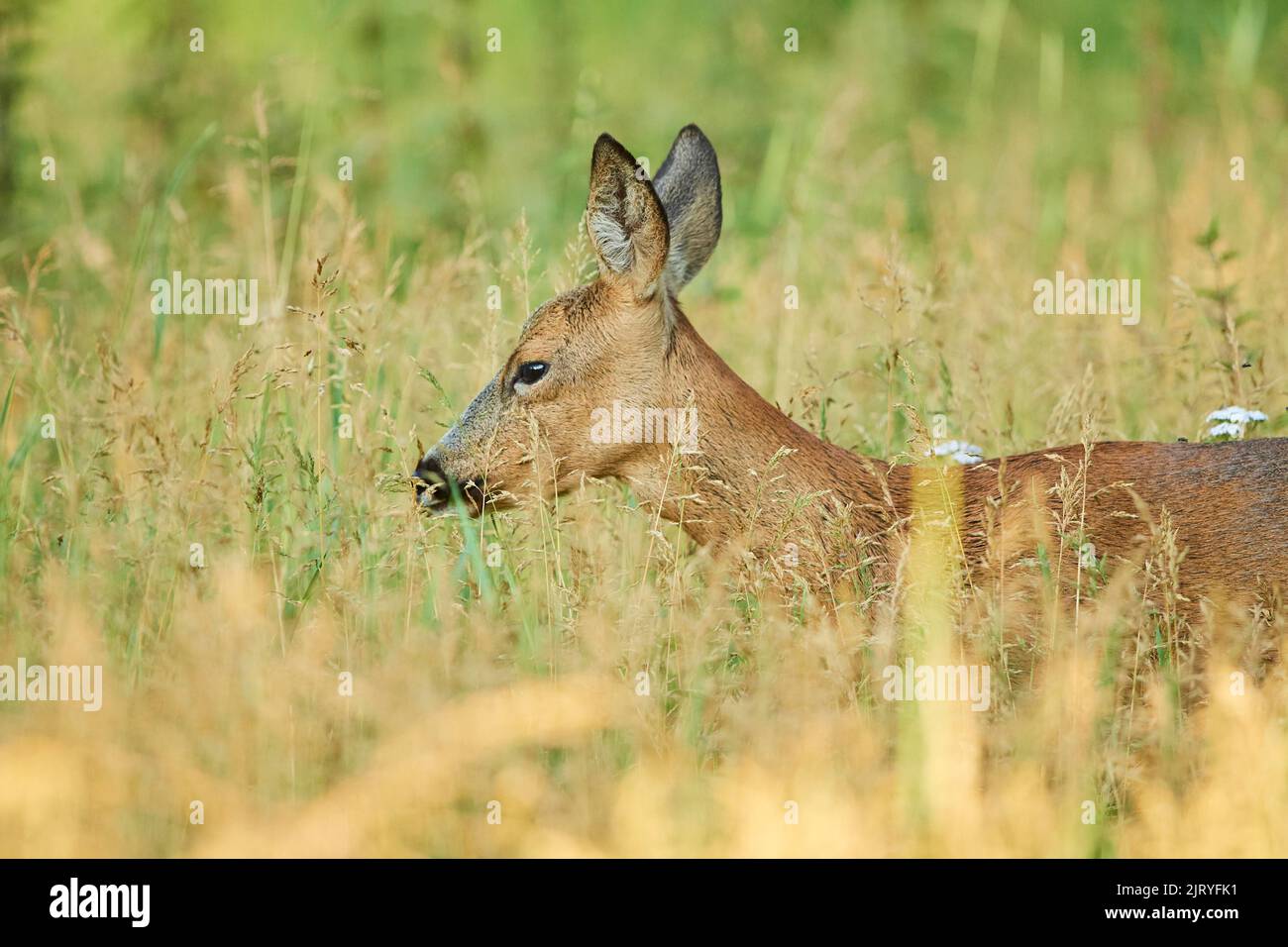 Roe deer (Capreolus capreolus) doe in a meadow, Bavaria, Germany Stock ...