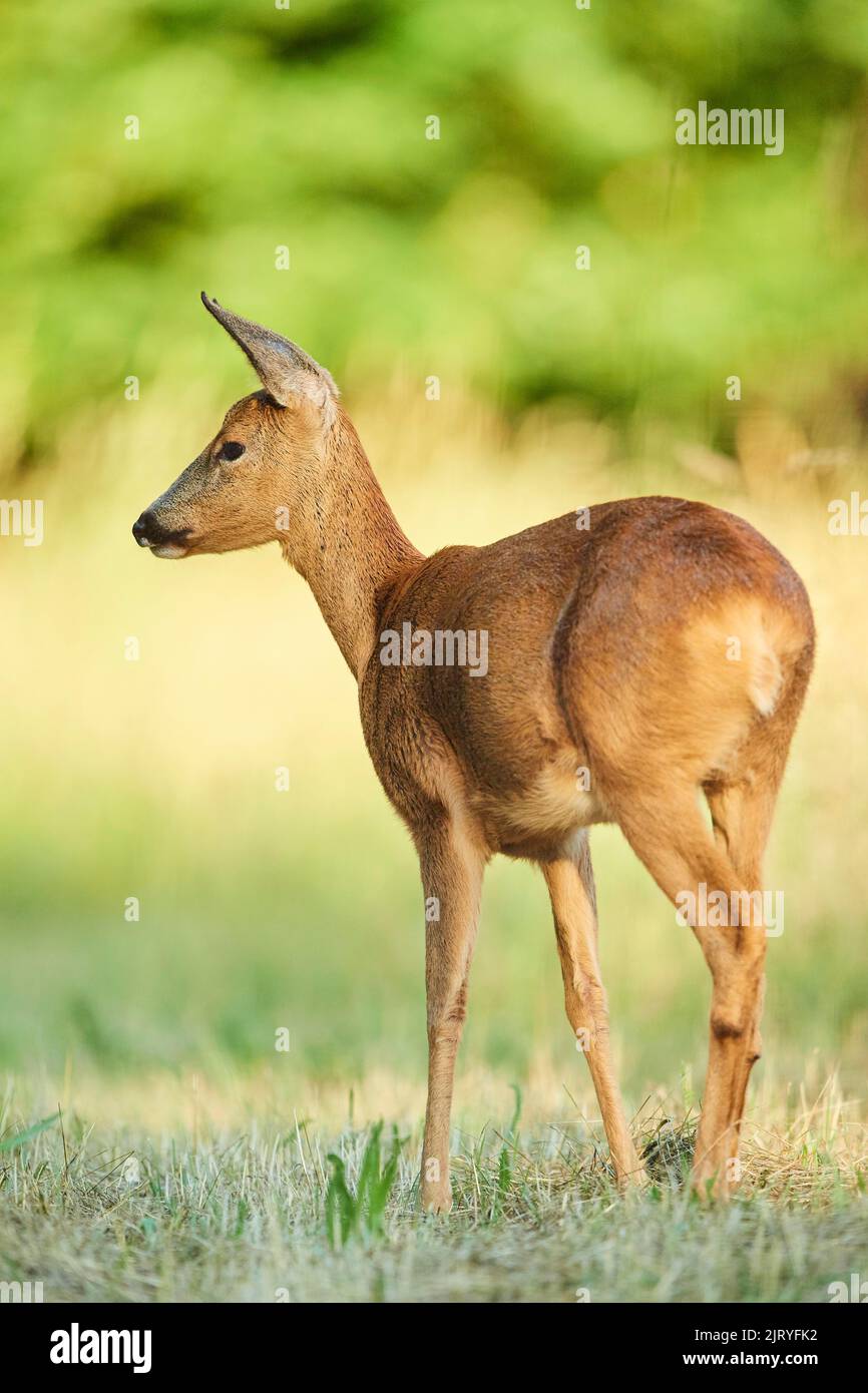 Roe deer (Capreolus capreolus) doe in a meadow, Bavaria, Germany Stock ...