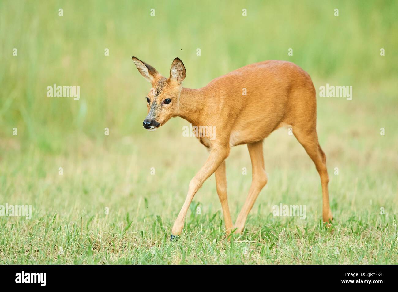 Roe deer (Capreolus capreolus) doe in a meadow, Bavaria, Germany Stock ...