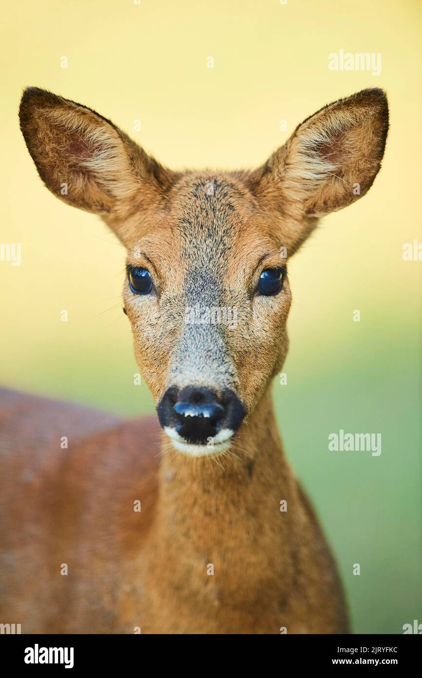 Roe deer (Capreolus capreolus) doe, portrait, Bavaria, Germany Stock ...