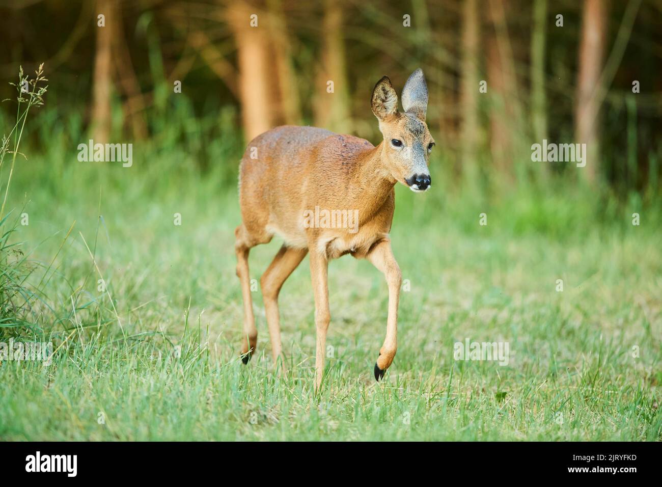Roe deer (Capreolus capreolus) doe in a meadow, Bavaria, Germany Stock ...