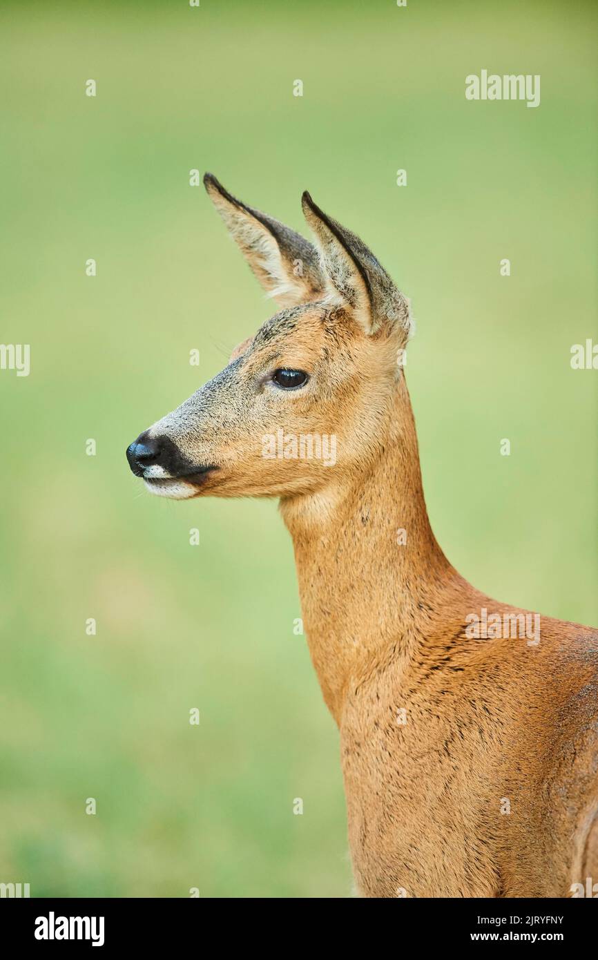 Roe deer (Capreolus capreolus) doe, portrait, Bavaria, Germany Stock ...