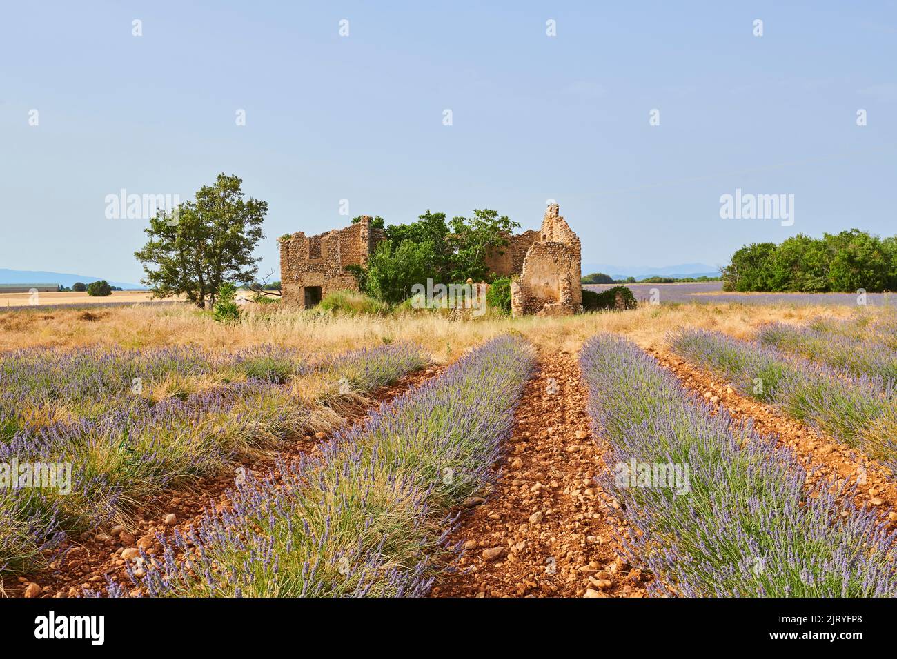 Old ruin beside a true lavender (Lavandula angustifolia) field near ...