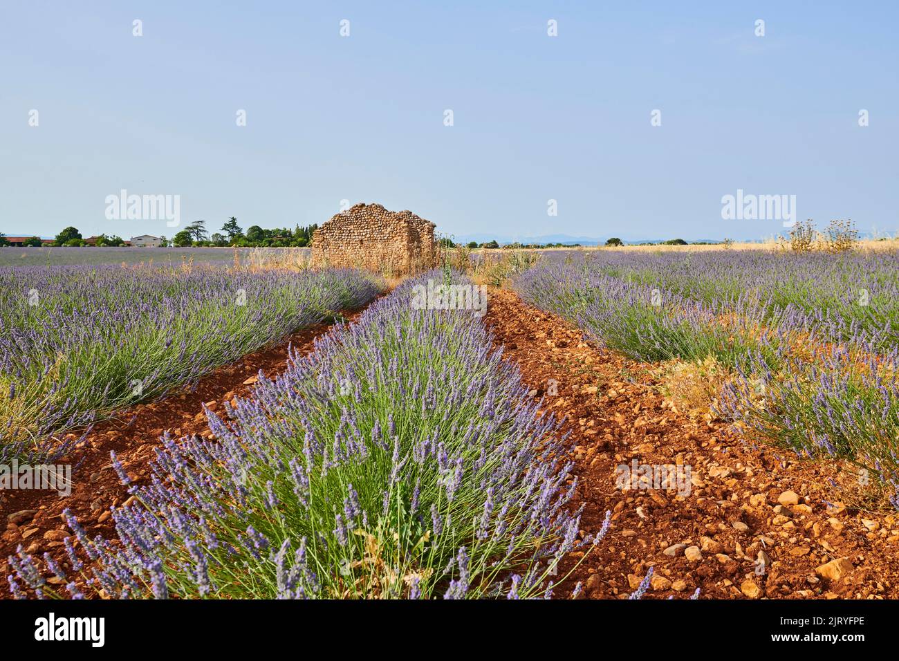 Old ruin beside a true lavender (Lavandula angustifolia) field near ...