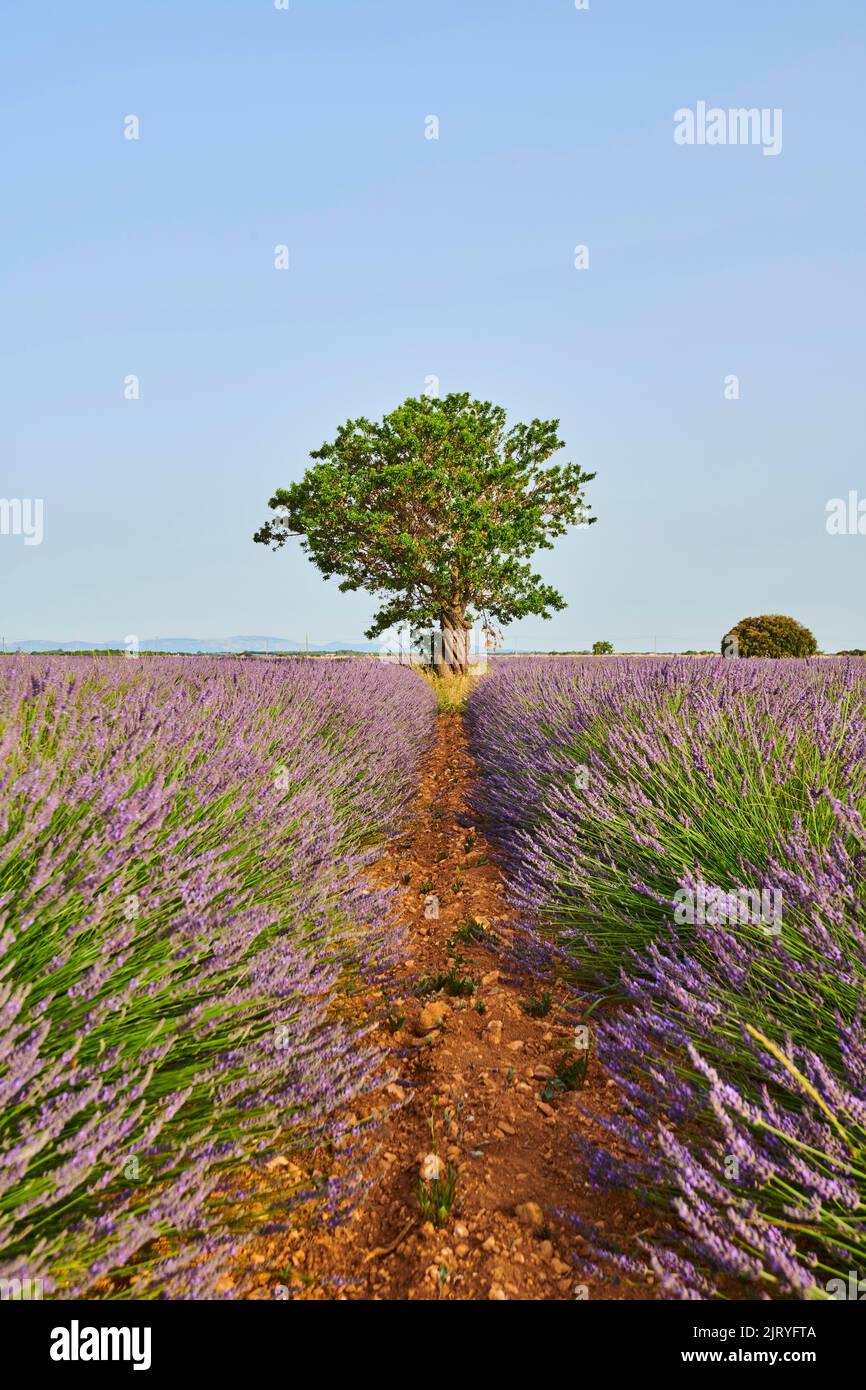 Tree growing next to True lavender (Lavandula angustifolia) fields near ...