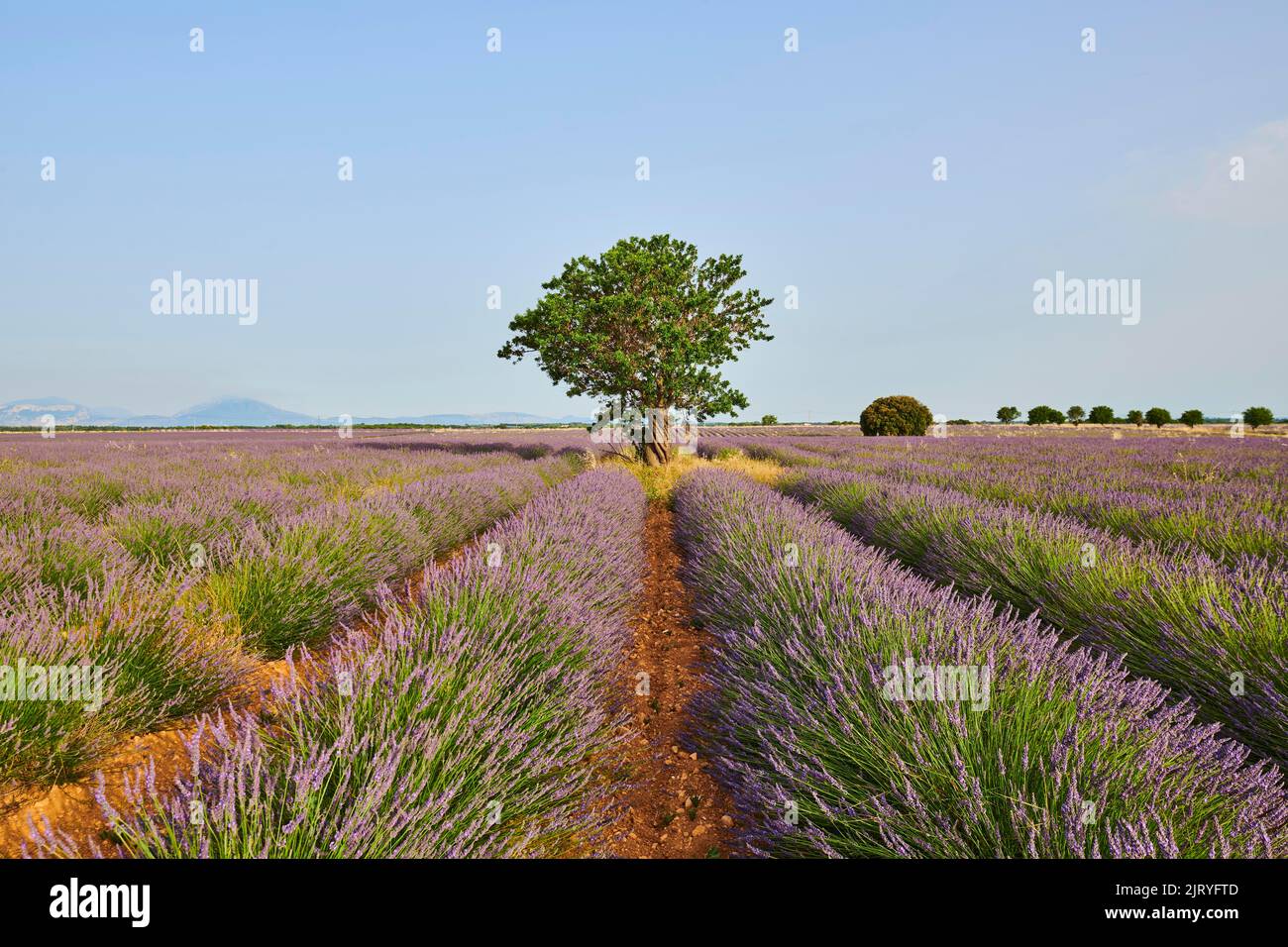 Tree growing next to True lavender (Lavandula angustifolia) fields near ...