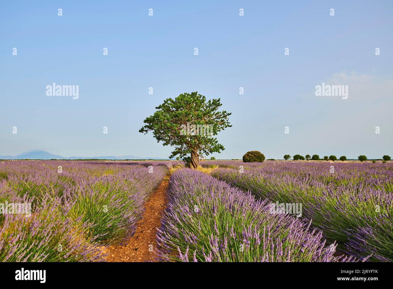 Tree growing next to True lavender (Lavandula angustifolia) fields near ...