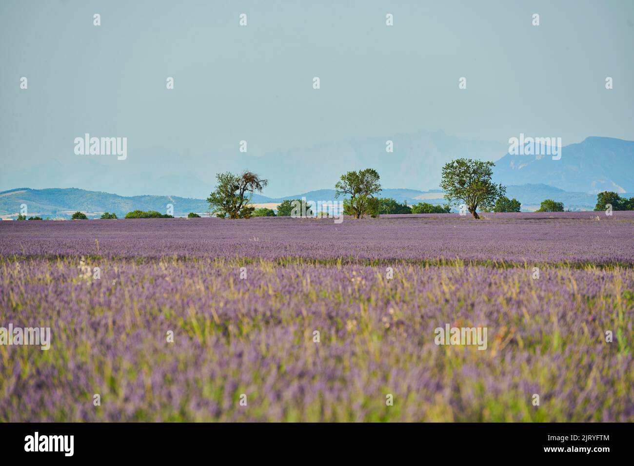 Trees growing next to True lavender (Lavandula angustifolia) fields ...