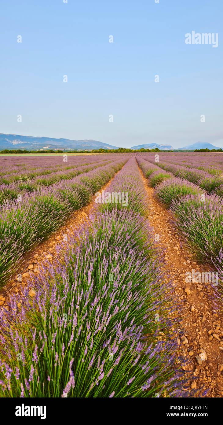 True lavender (Lavandula angustifolia) field near Valensole, Provance ...