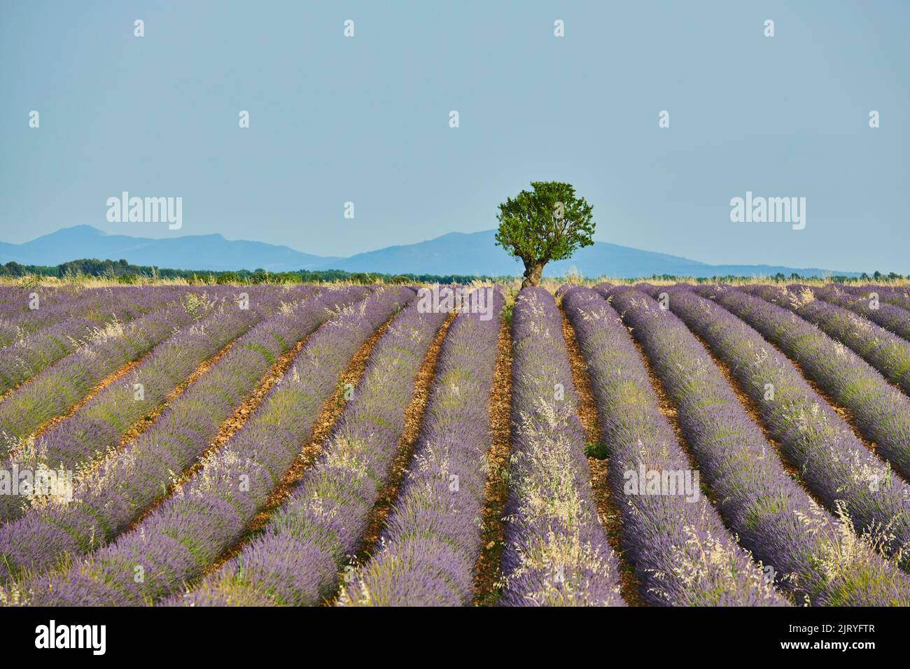 Tree growing next to True lavender (Lavandula angustifolia) fields near ...