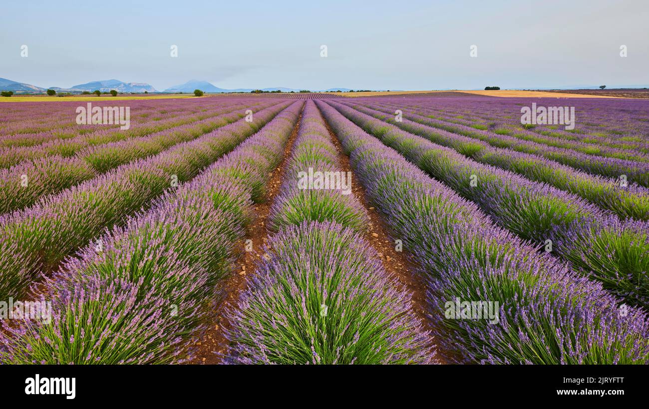 True lavender (Lavandula angustifolia) field near Valensole, Provance ...