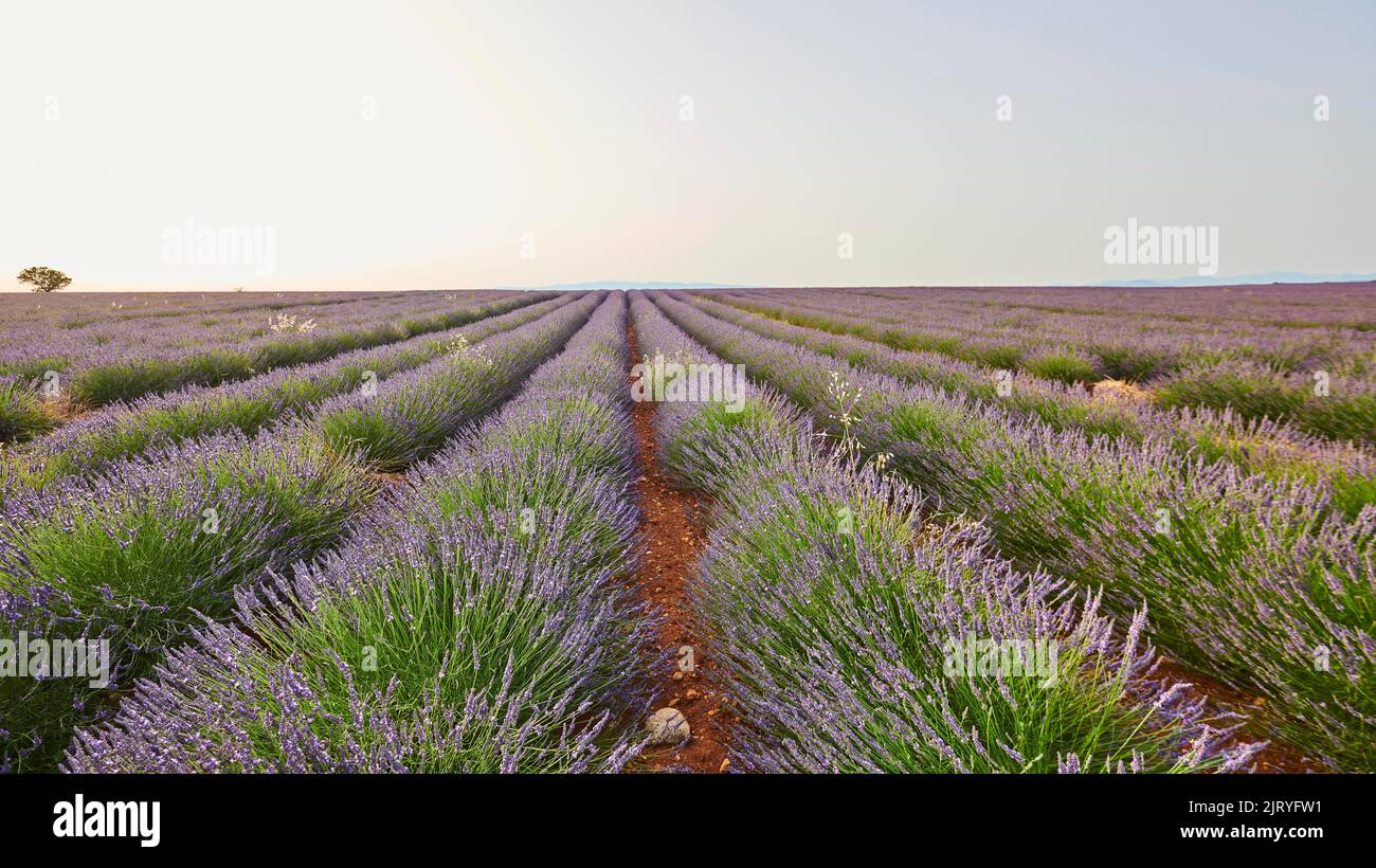True lavender (Lavandula angustifolia) field near Valensole, Provance ...