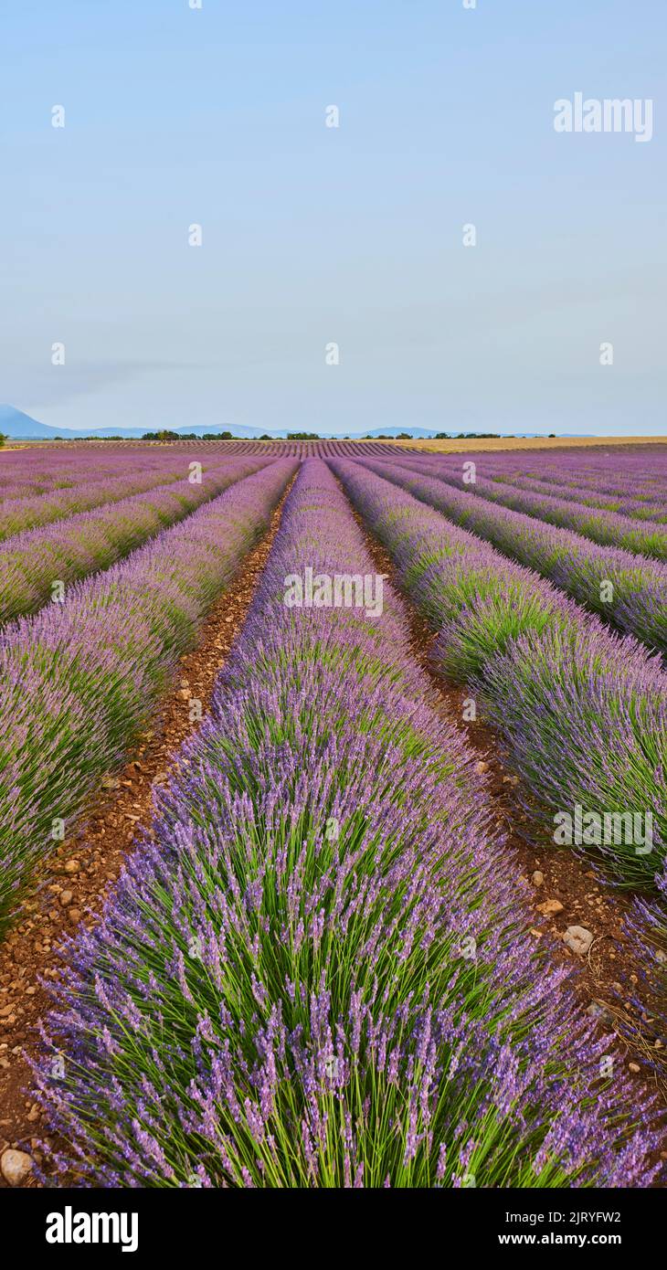 True lavender (Lavandula angustifolia) field near Valensole, Provance ...