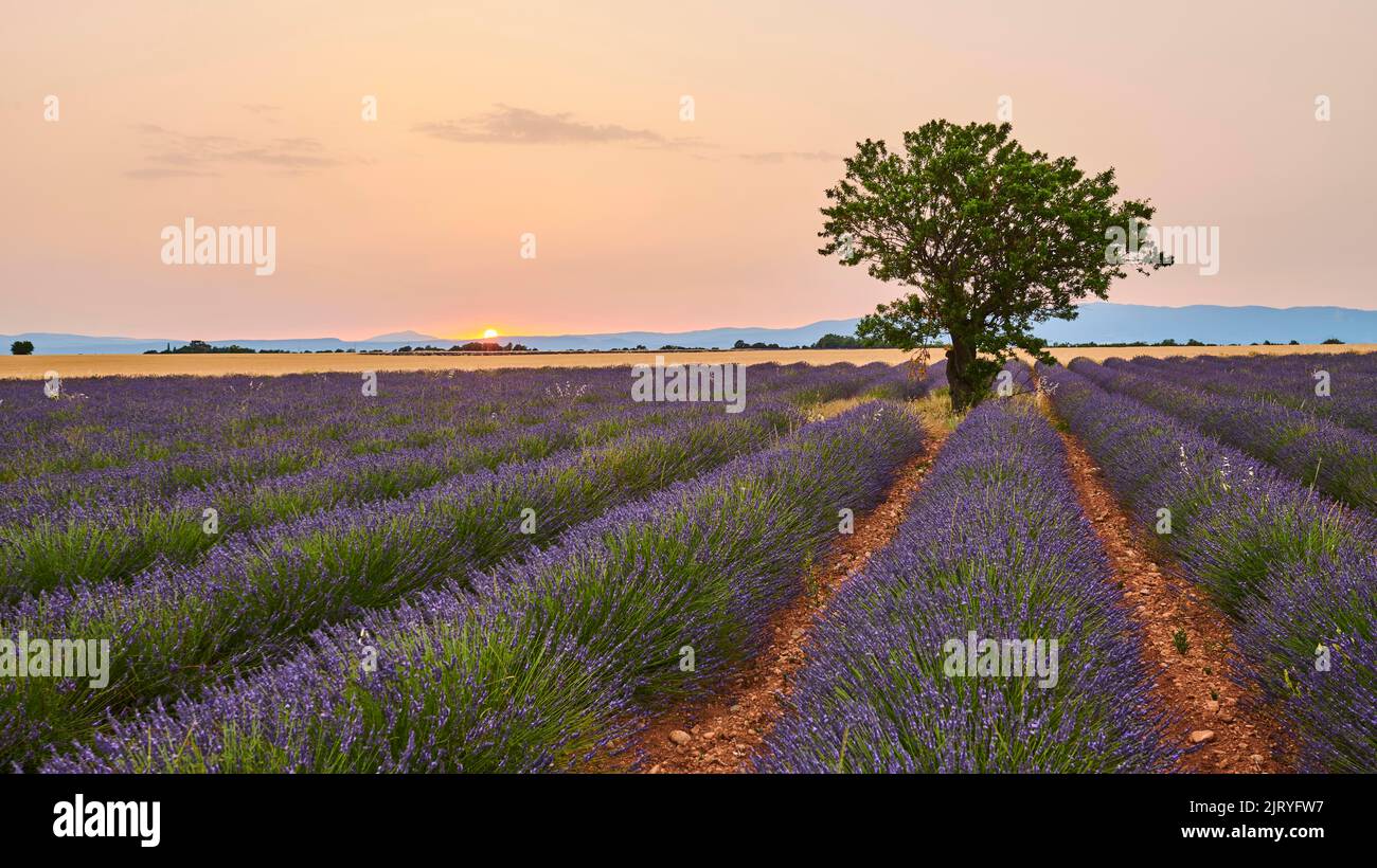Tree growing next to True lavender (Lavandula angustifolia) fields near ...