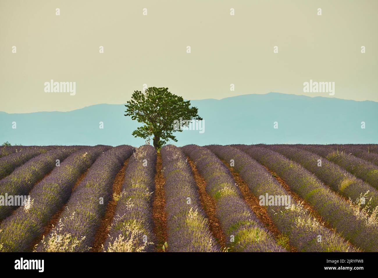 Tree growing next to True lavender (Lavandula angustifolia) fields near ...