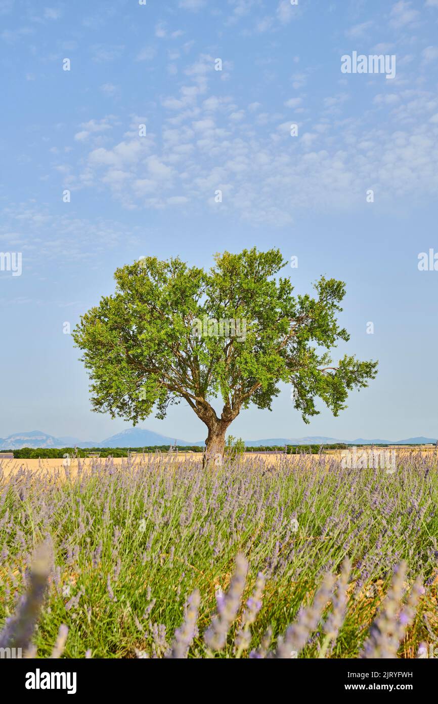 Tree growing next to True lavender (Lavandula angustifolia) fields near ...