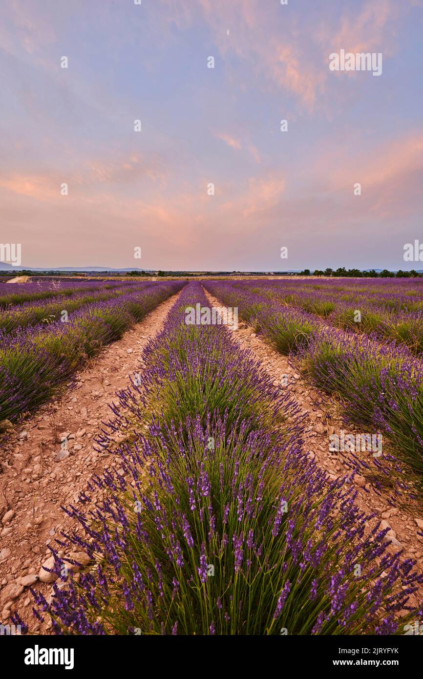 True lavender (Lavandula angustifolia) field at sunset near Valensole ...