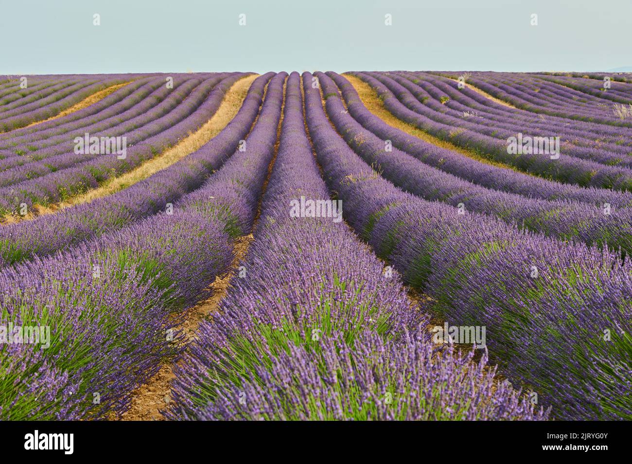 True lavender (Lavandula angustifolia) field near Valensole, Provance ...