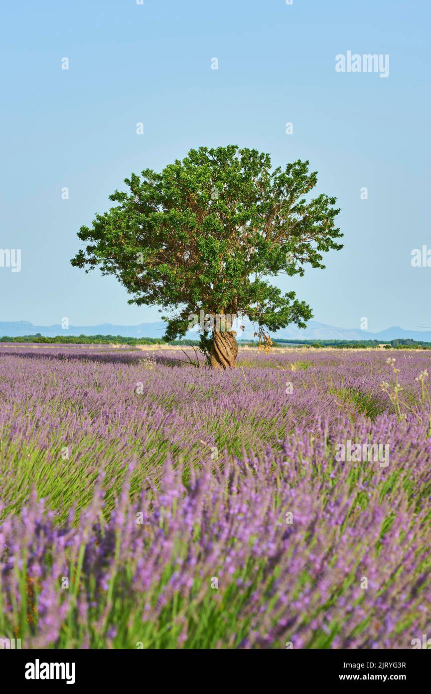 Tree growing next to True lavender (Lavandula angustifolia) fields near ...