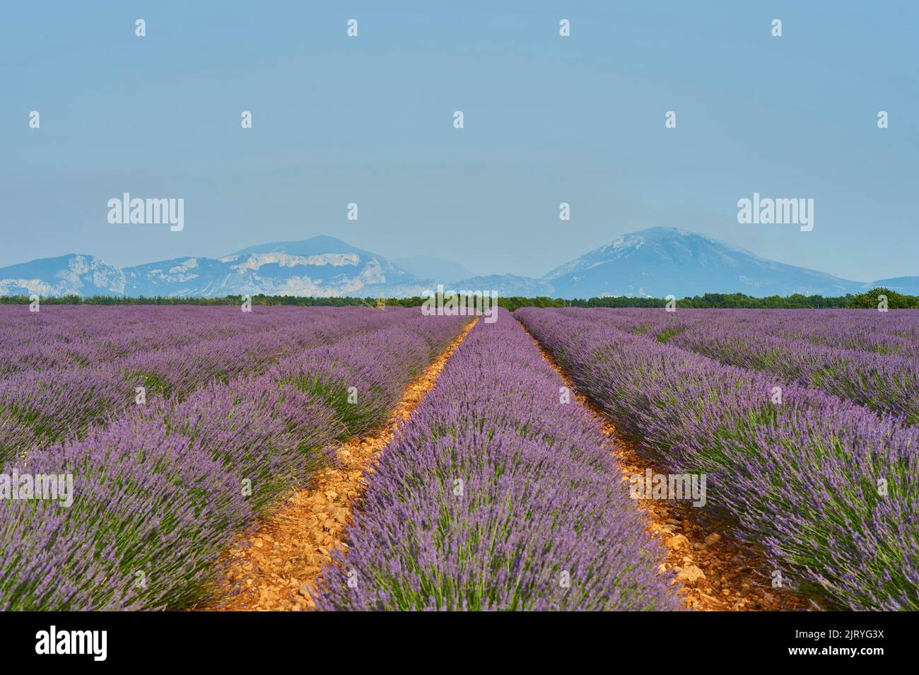 True lavender (Lavandula angustifolia) field near Valensole, Provance ...
