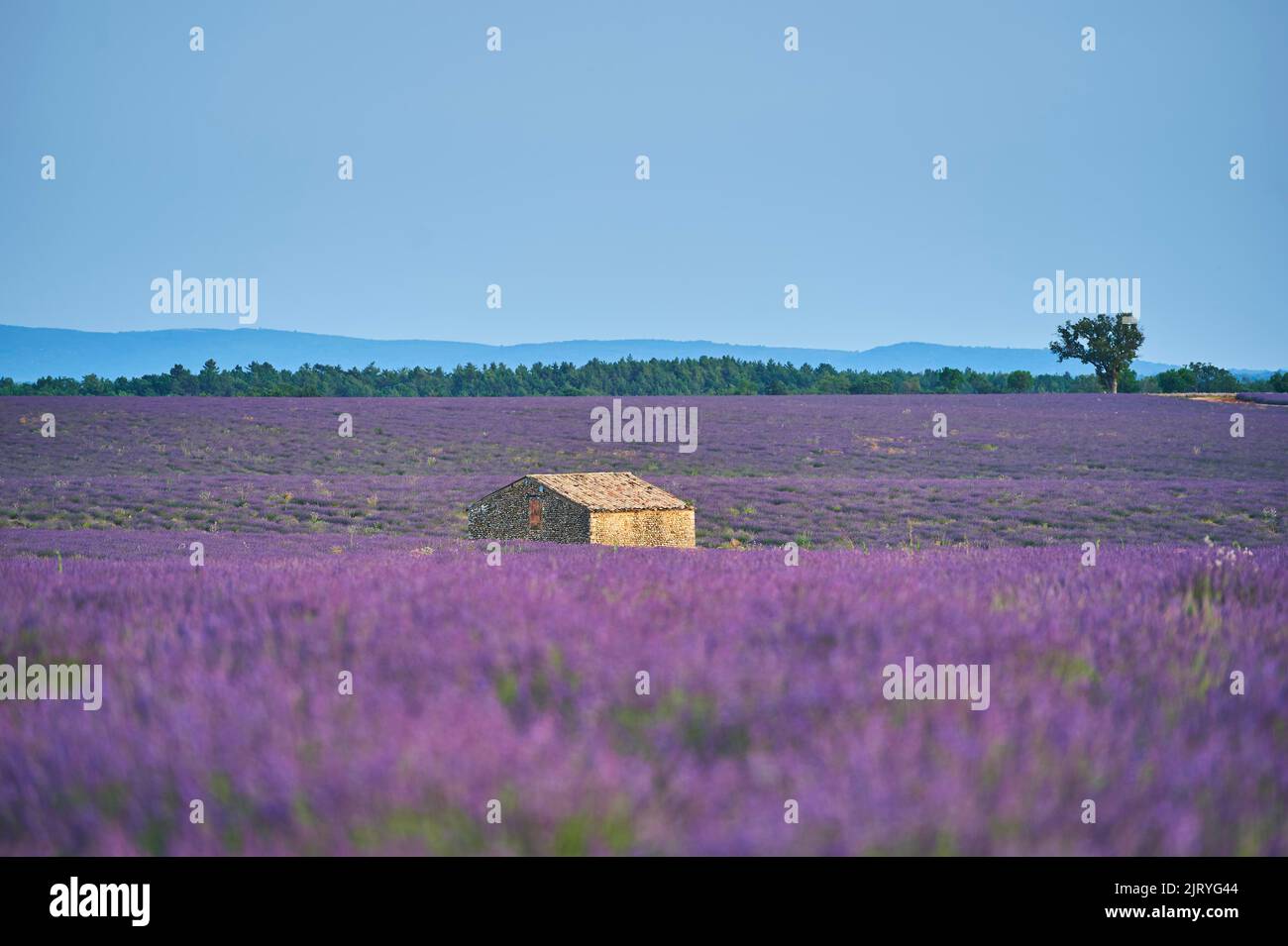 Small hut in a true lavender (Lavandula angustifolia) field near ...